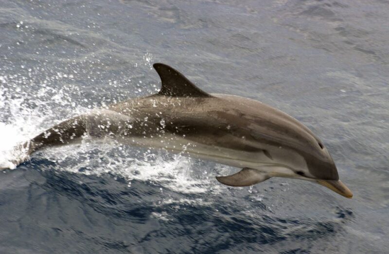 Charleston: Sightseeing Harbor Tour & Dolphin Watch - Starting Points and Logistics