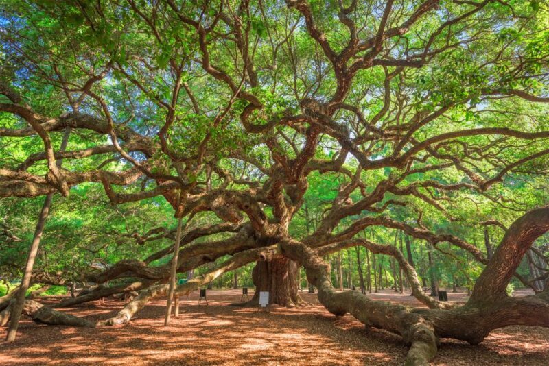 Charleston: Wadmalaw Island Wine Tasting and Tea Garden Trip - An In-Depth Look at the Tour