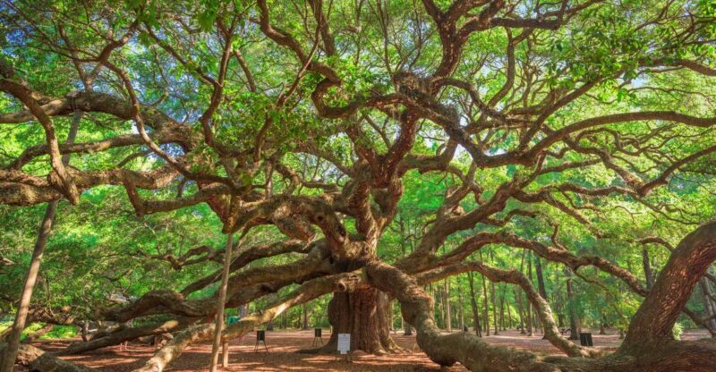Charleston: Wadmalaw Island Wine Tasting and Tea Garden Trip - Who Is This Tour Best For?