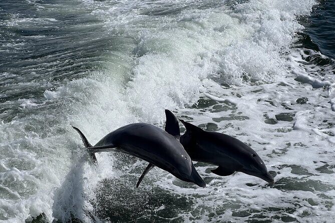 Charlotte Harbor: Dolphin Discovery Day Cruise - Key Points