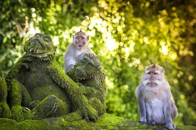 Charter Minivan Hi-Ace (14 seater) with Driver at Bali- 10 Hours Usage - Key Points