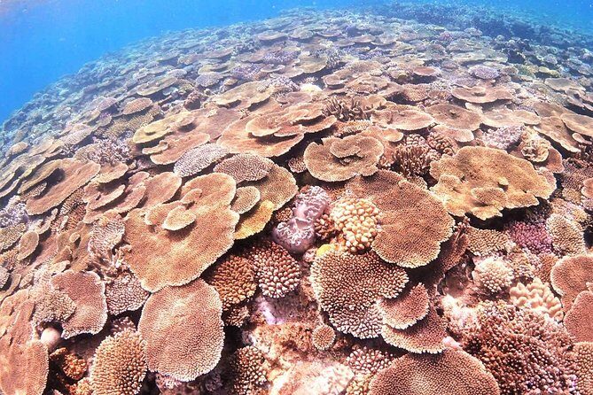 Charter Snorkeling (near Churaumi Aquarium) Free photo gift - Key Points