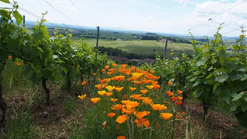 Chateau Thivin Welcome visit Wine tour in Beaujolais (Odenas) - Who Should Consider This Tour?