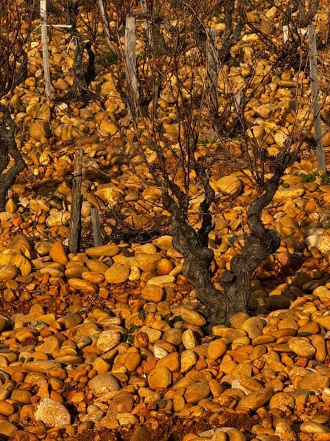 Châteauneuf-du-Pape: Full-day wine tour with sommelier - Price and Value