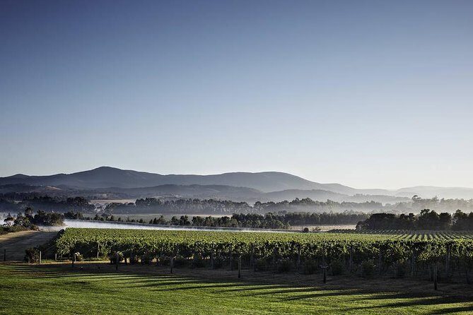 Chauffeured Cheese and Wine Tour with 3 Course Lunch - For 2 - Gourmet Lunch at Domaine Chandon