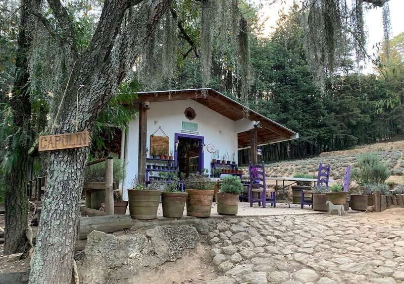 Chautla's Castle, Lavender Farm, and Valquirico Private Tour - An Introduction to the Experience