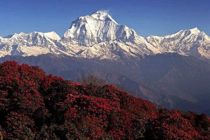Cheapest Ghorepani Poon Hill Trek from Pokhara - 5 Days - Key Points