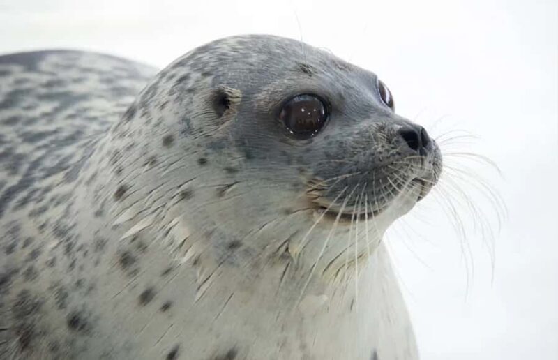 Checkemail for voucherOsaka Aquarium Kaiyukan Entry Ticket - Key Points