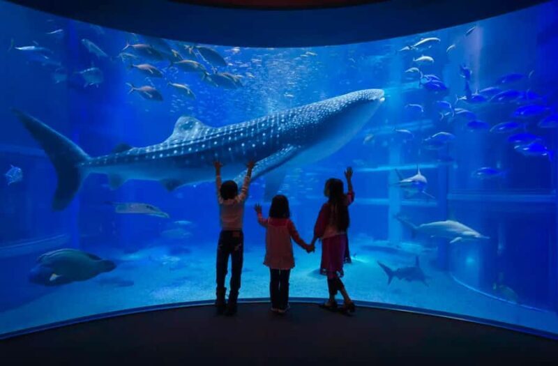 Checkemail for voucherOsaka Aquarium Kaiyukan Entry Ticket - The Value of This Aquarium Tour