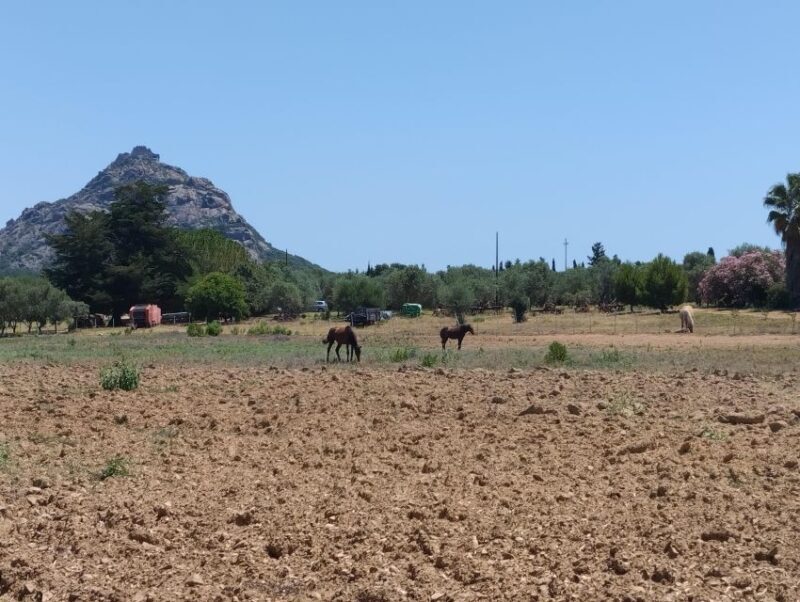 Cheese Making and Tasting Tour from Cagliari with Lunch - Setting the Scene: From Cagliari to Sardinian Countryside
