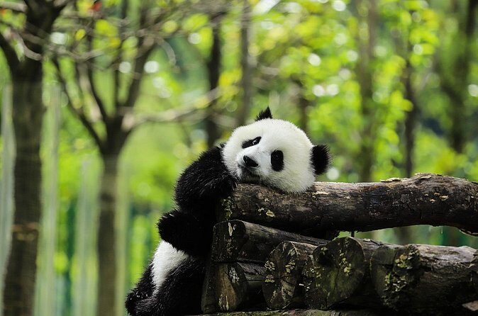 Chengdu 10-Hour Private Customized City Tour - Practical Considerations