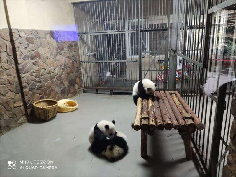 Chengdu: 3-Day Panda Base, Giant Buddha, and Ancient Town - An In-Depth Look at the 3-Day Chengdu Experience