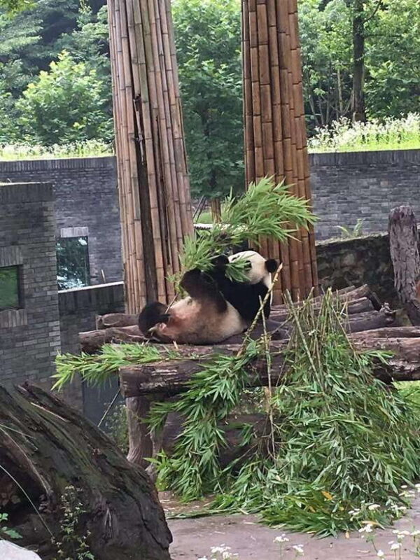 Chengdu: 3-Day Panda Base, Giant Buddha, and Ancient Town - Logistics and Value: What You Need to Know