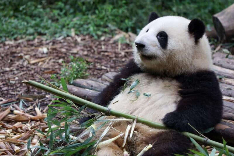 Chengdu: 3-Day Private Tour with Panda and Buddha - Key Points