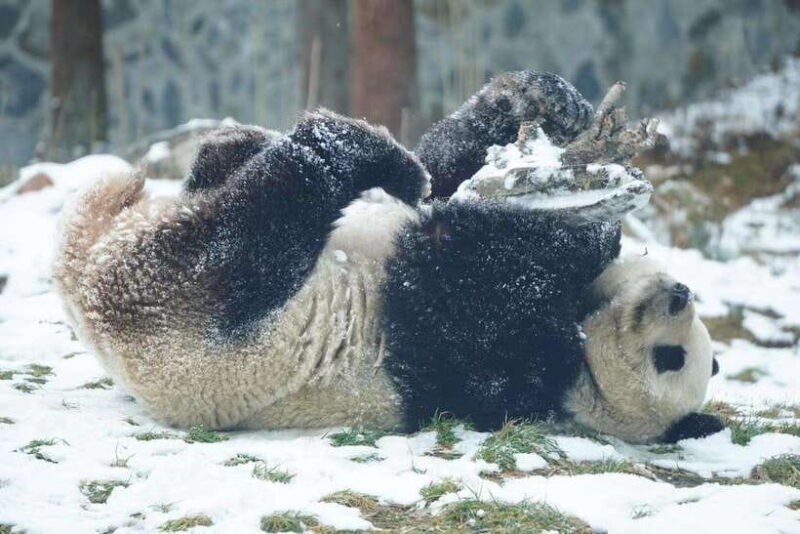 Chengdu: 4-Day Wolong In-Depth Panda Tour - Final Thoughts