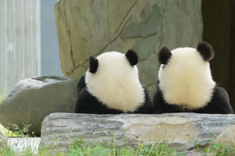 Chengdu: Chengdu Day Trip with Giant Panda and Leshan Buddha - Who Will Love This Tour?