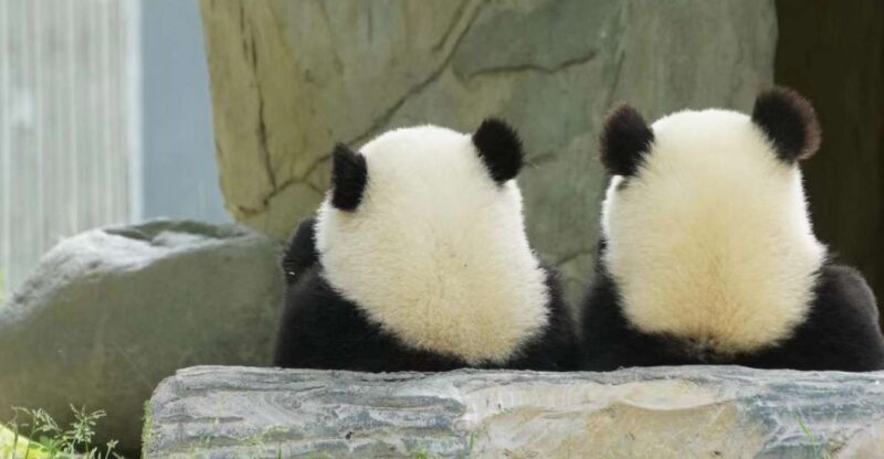 Chengdu: Chengdu Day Trip with Giant Panda and Leshan Buddha - FAQ