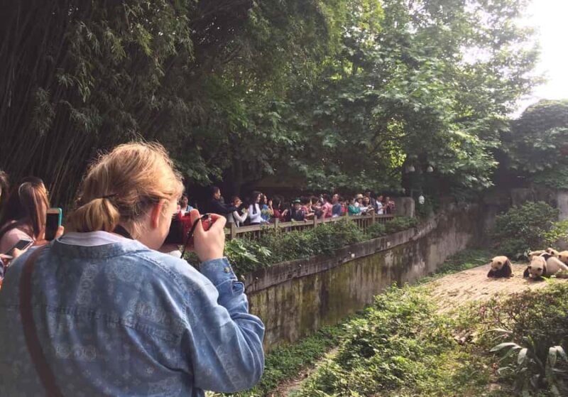 Chengdu Day Tour of Panda Hometown & Taoist Mountain - Chengdu Day Tour of Panda Hometown & Taoist Mountain