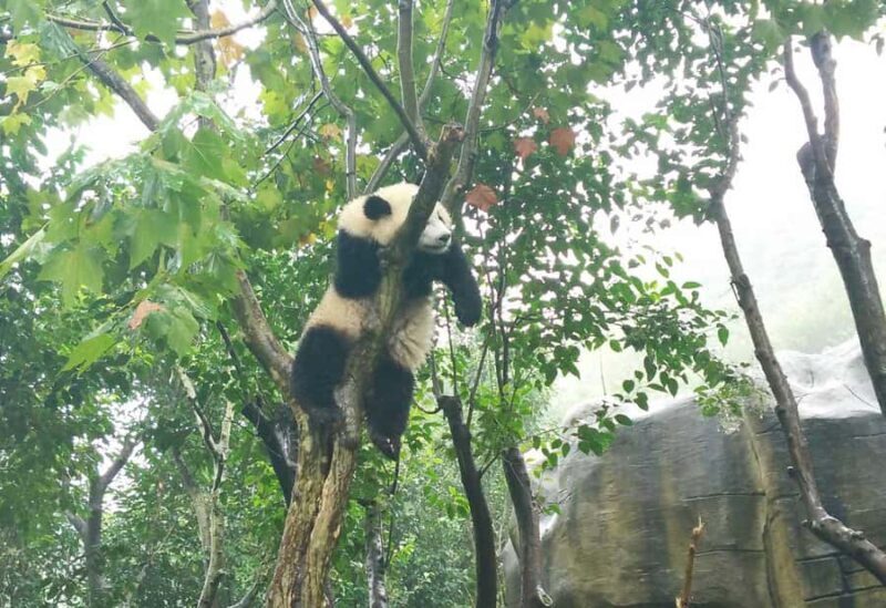 Chengdu Day Tour of Panda Hometown & Taoist Mountain - Key Points