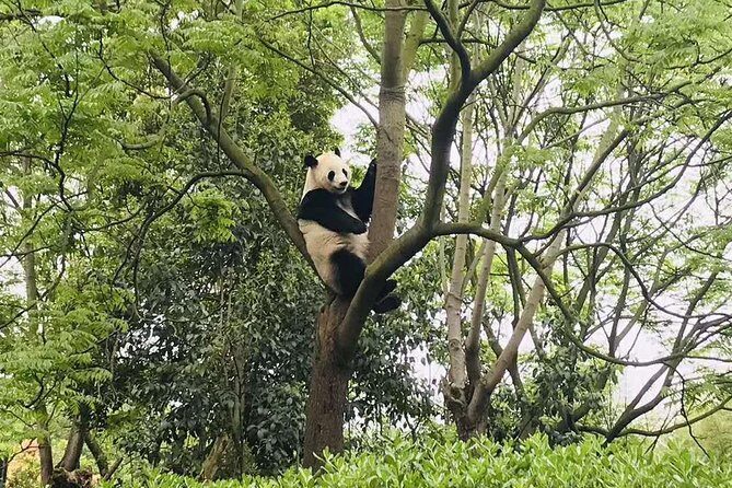 Chengdu Discovery: 4-Hour Giant Panda Base Tour - Who Should Consider This Tour?