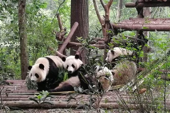 Chengdu Dujiangyan Leshan Buddha Tea Plantation and Sichuan Cooking 3 Days - Key Points: