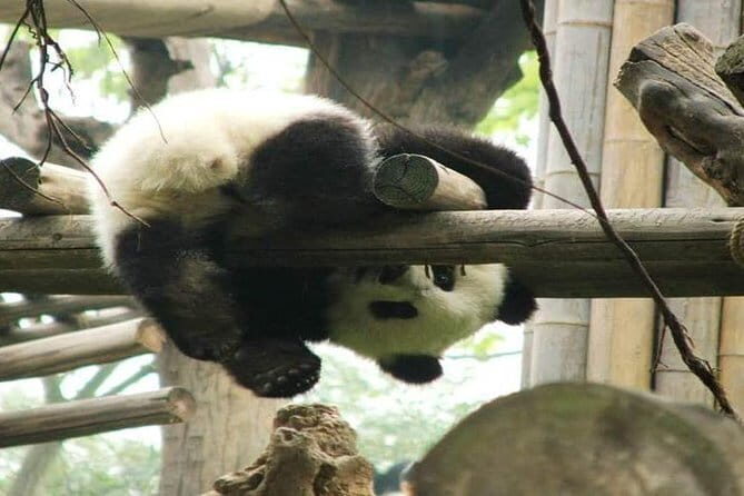 Chengdu Dujiangyan Leshan Buddha Tea Plantation and Sichuan Cooking 3 Days - Who Should Consider This Tour?