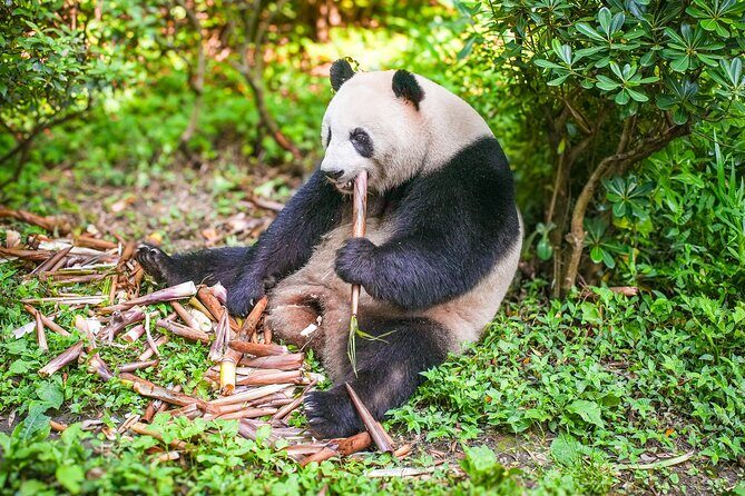 Chengdu Full-Day Tour Pandas, Teahouse and Tuktuk Food Tour - Key Points
