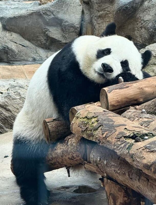 Chengdu: Giant Panda Base Admission Ticket - Key Points