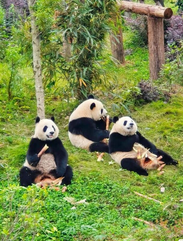 Chengdu: Giant Panda Base Admission Ticket - A Closer Look at the Experience