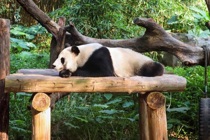 Chengdu Giant Panda Base Half Day Tour (English Tour Guide) - Key Points