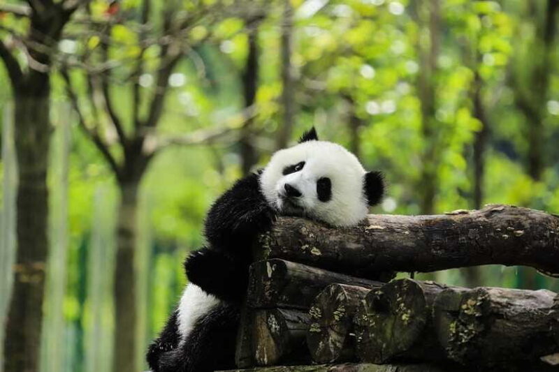 Chengdu Giant Panda Base Half Day Tour (English Tour Guide) - Who Should Book This Tour?