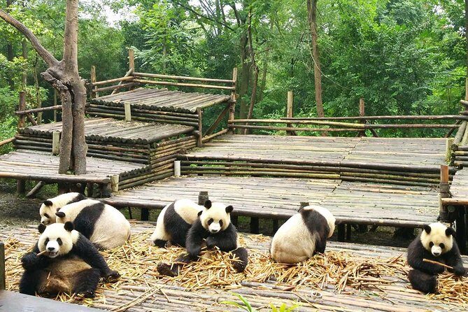 Chengdu Giant Panda Base Half Day Trip - Detailed Breakdown of the Experience