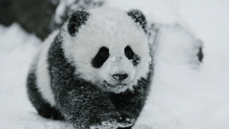 Chengdu: Giant Panda Base Reservation and Entry - Exploring the Chengdu Giant Panda Base Tour: An In-Depth Review