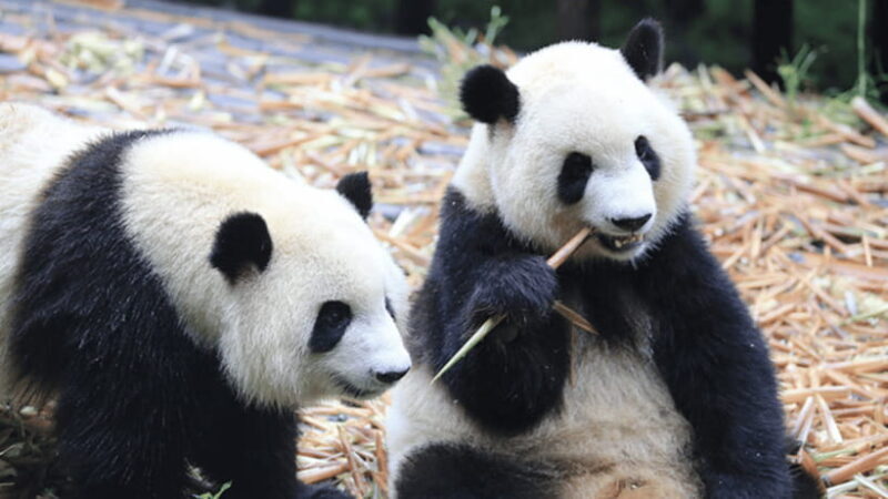 Chengdu: Giant Panda Base Reservation and Entry - Detailed Breakdown of the Tour Experience