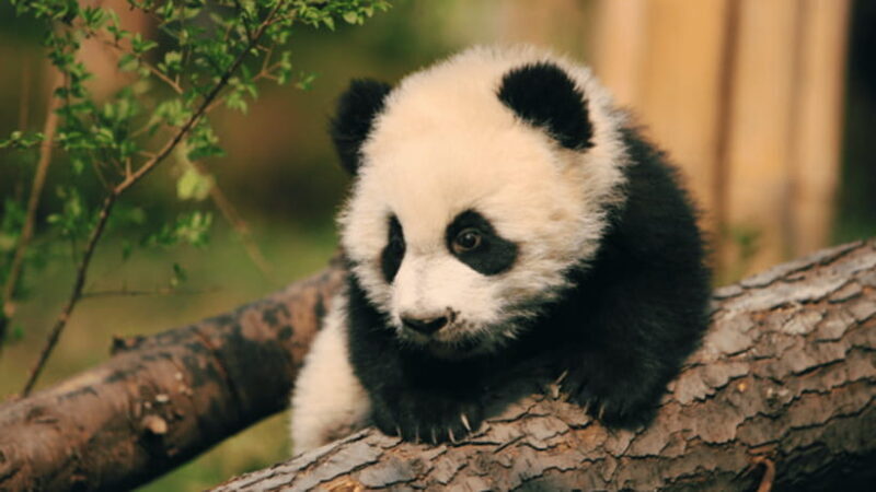 Chengdu: Giant Panda Base Reservation and Entry - Final Thoughts: Is This Tour Worth It?