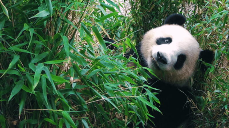 Chengdu: Giant Panda Base Reservation and Entry - Frequently Asked Questions