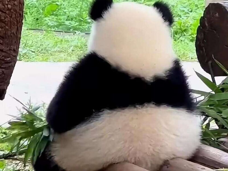 Chengdu: Giant Panda Base, Sanxingdui Museum, and Opera Tour - Who Should Consider This Tour?