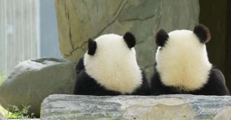 Chengdu: Giant Panda Breeding Research Base Ticket - Key Points