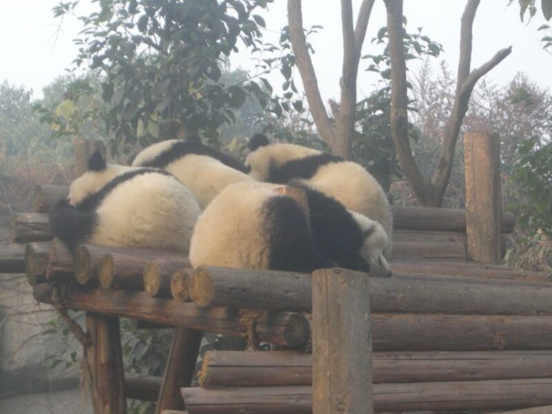 Chengdu: Giant Panda Breeding Research Base Ticket - Pricing & Value