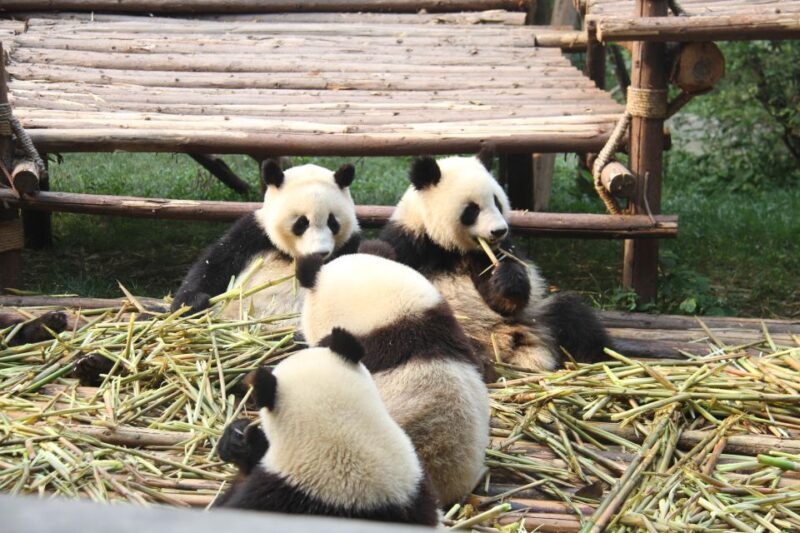 Chengdu: Giant Panda Breeding Research Base Ticket - The Sum Up