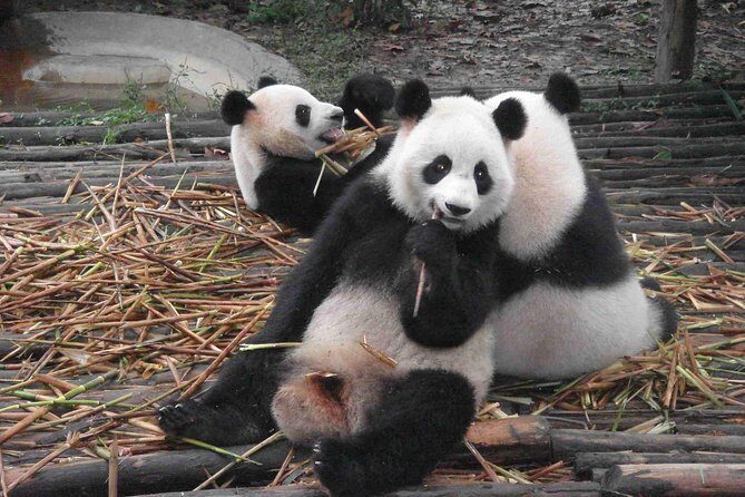 Chengdu Giant Panda Leisure Private Tour - An In-Depth Look at the Tour Experience