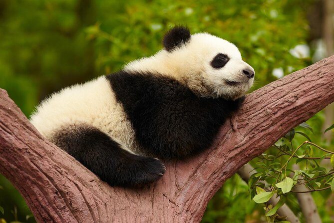 Chengdu Giant Panda Leisure Private Tour - Who Will Love This Tour?