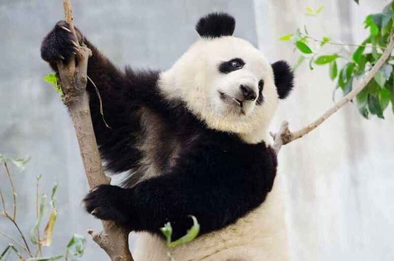 Chengdu Giant Panda: Panda Base or Shenshuping (optional) - Key Points