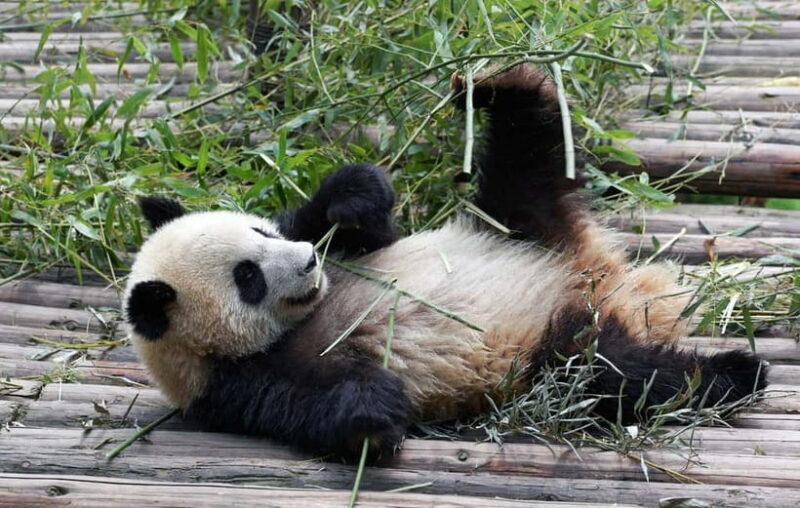 Chengdu Giant Panda: Panda Base or Shenshuping (optional) - Detailed Review of the Panda Experience in Chengdu