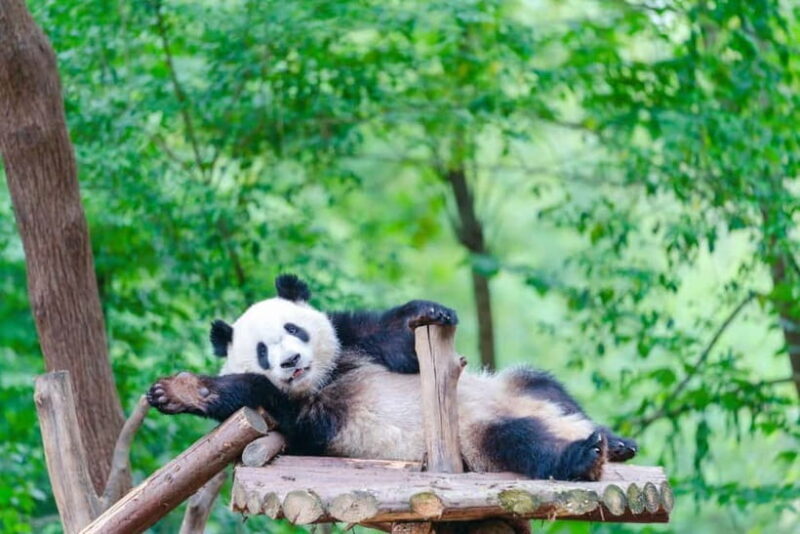 Chengdu Giant Panda: Panda Base or Shenshuping (optional) - Frequently Asked Questions