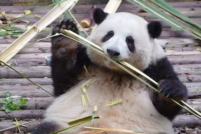 Chengdu Guided Tour: Giant Pandas And Mysterious Sanxingdui Ruins - FAQs