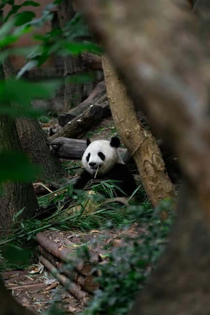 Chengdu: Half-Day Panda Base Tour with Guide Option - What You Can Expect from the Tour