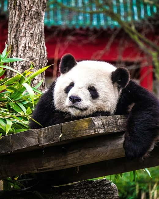 Chengdu: Half-Day Panda Base Tour with Guide Option - The Experience Provider: What You Need to Know