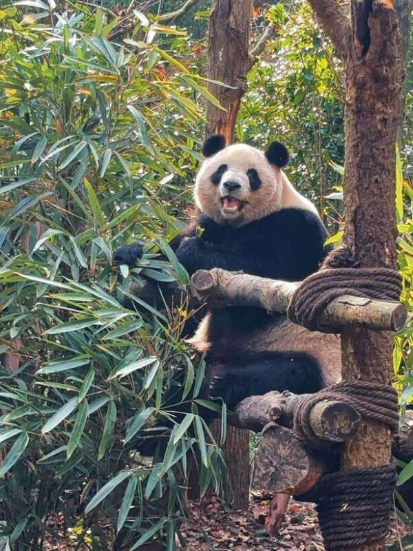 Chengdu: Hidden Wonders Day Tour with Wolong Panda Base - An In-Depth Look at the Tour Experience