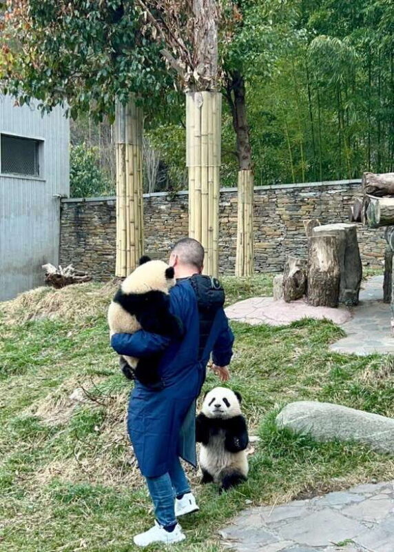 Chengdu: Hidden Wonders Day Tour with Wolong Panda Base - Who Will Enjoy This Tour?